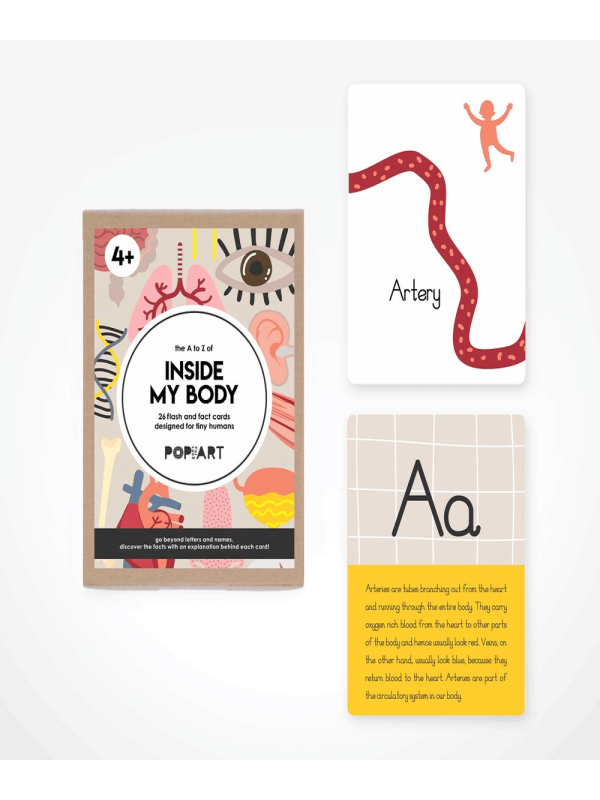 Flash & Fact Cards | Inside My Body: Engaging and Educational Learning ...