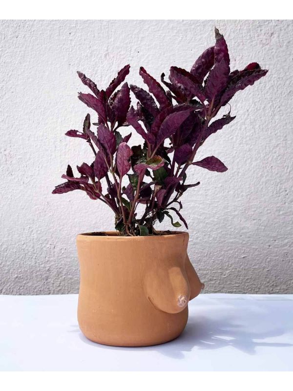 Boob flower pot | Buy boob planters online | Kalpané